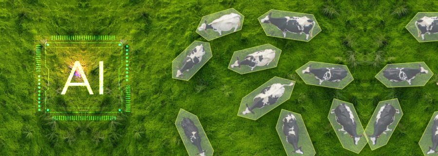 AI-Powered Cattle Tracking: The Role of Labeled Data